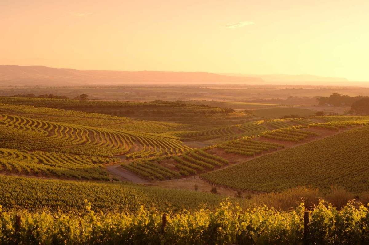 Olive Exposium pumps up Industry Growth through Targeted Education ...